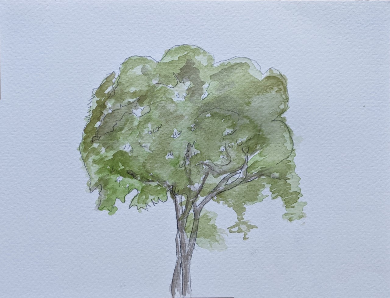 Walk It Talk It: Meet me at the Tree of Heaven - South London Gallery
